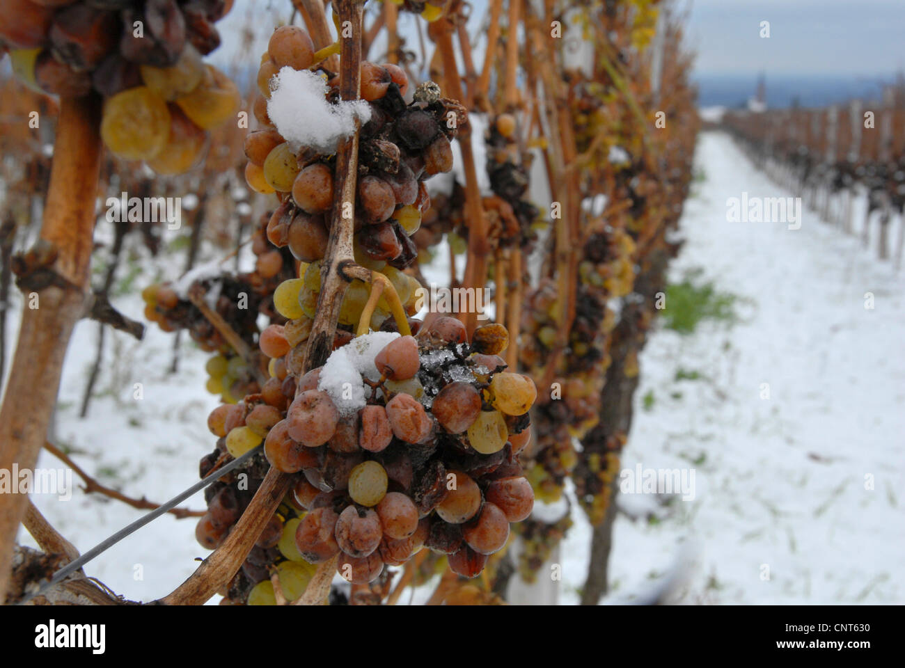 Spec of snow hi-res stock photography and images - Alamy