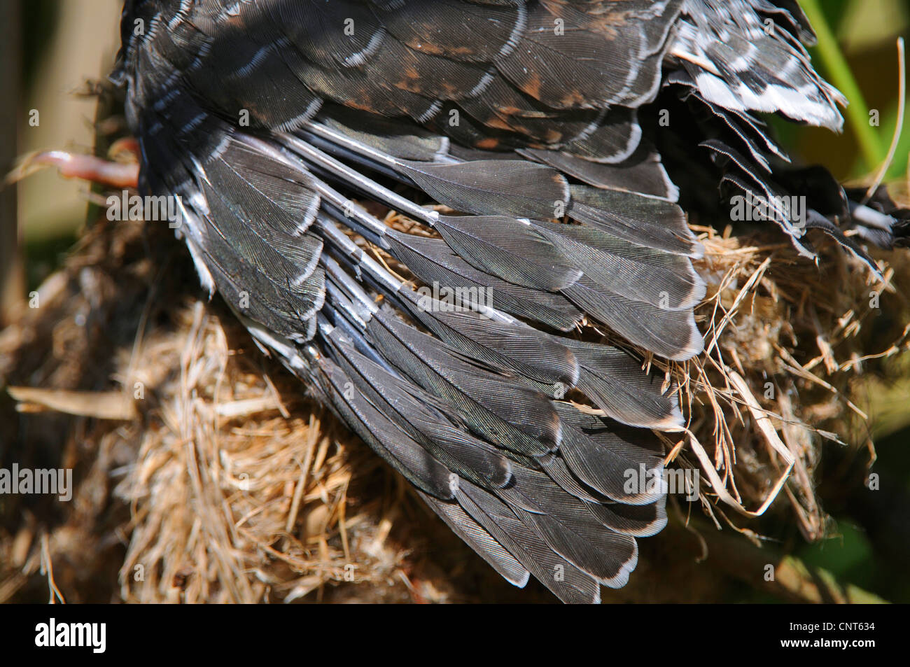 Eurasian cuckoo (Cuculus canorus), feathers young cuckoo (3 weeks old ...