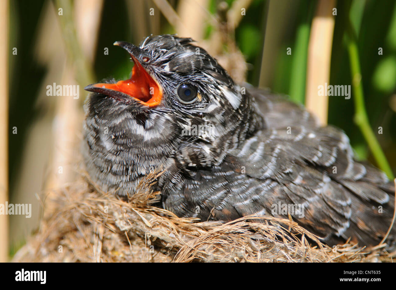 Eurasian cuckoo (Cuculus canorus), young cuckoo 3 weeks old, Germany ...