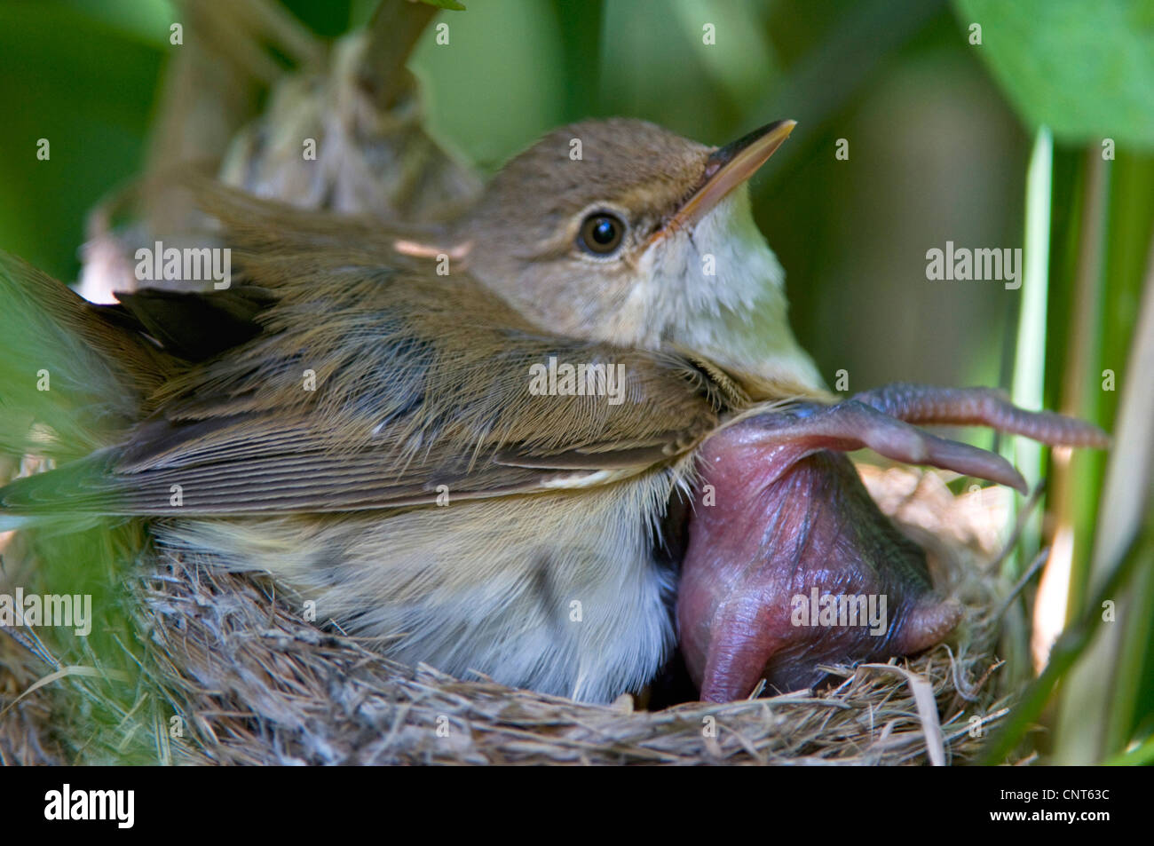 Eurasian cuckoo (Cuculus canorus), Reed warbler and young cuckoo ...
