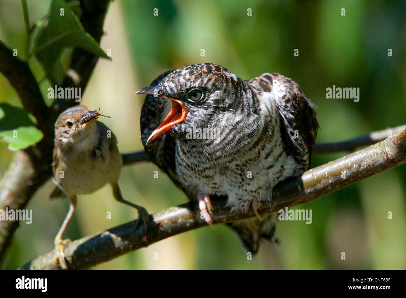 Eurasian cuckoo (Cuculus canorus), Red Warbler feeding young cuckoo 26 ...