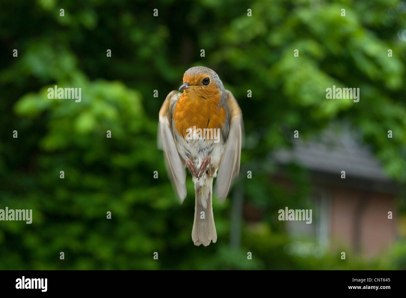 European robin (Erithacus rubecula), flying, Germany, North Rhine ...