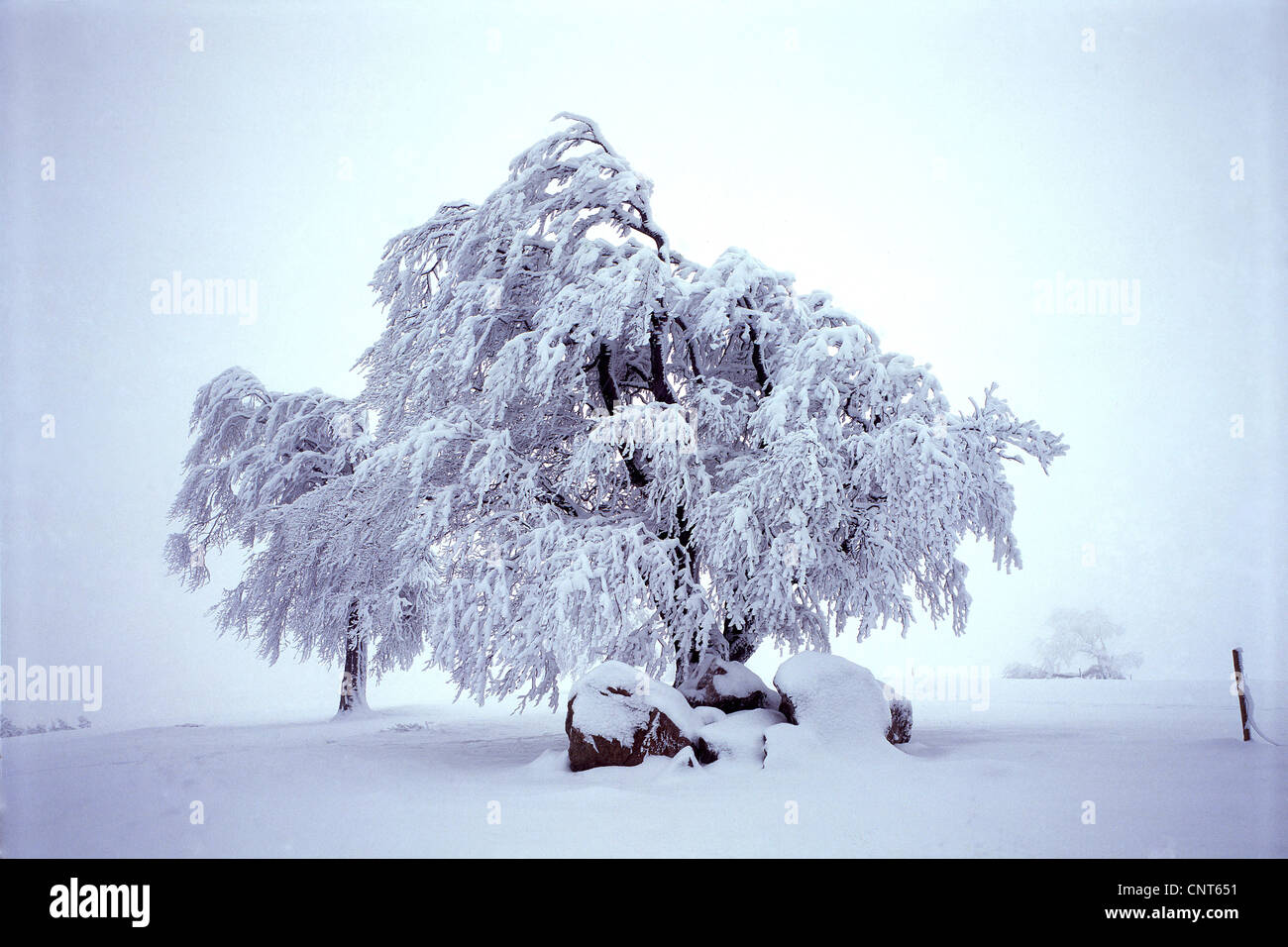 common beech (Fagus sylvatica), snow covered in winter, Germany Stock ...
