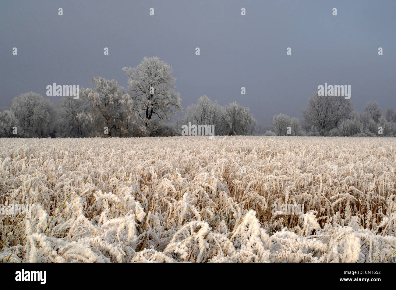 charlock, field mustard, corn mustard (Sinapis arvensis), winter ...