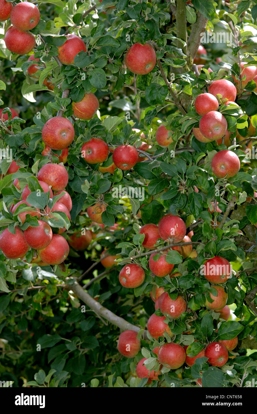 apple tree (Malus domestica), mature red apples, Germany, Bavaria Stock ...