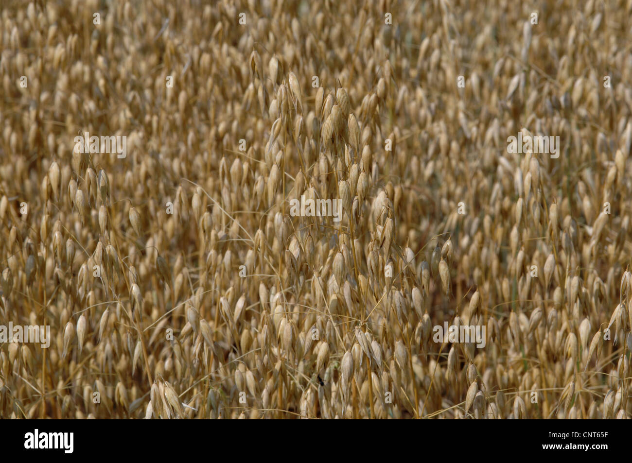 Oat avena sativa crop hi-res stock photography and images - Alamy