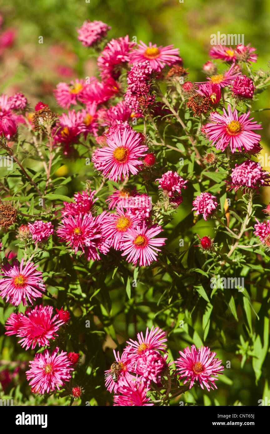 Pink Aster novae-angliae, New England Aster, Symphyotrichum novae ...