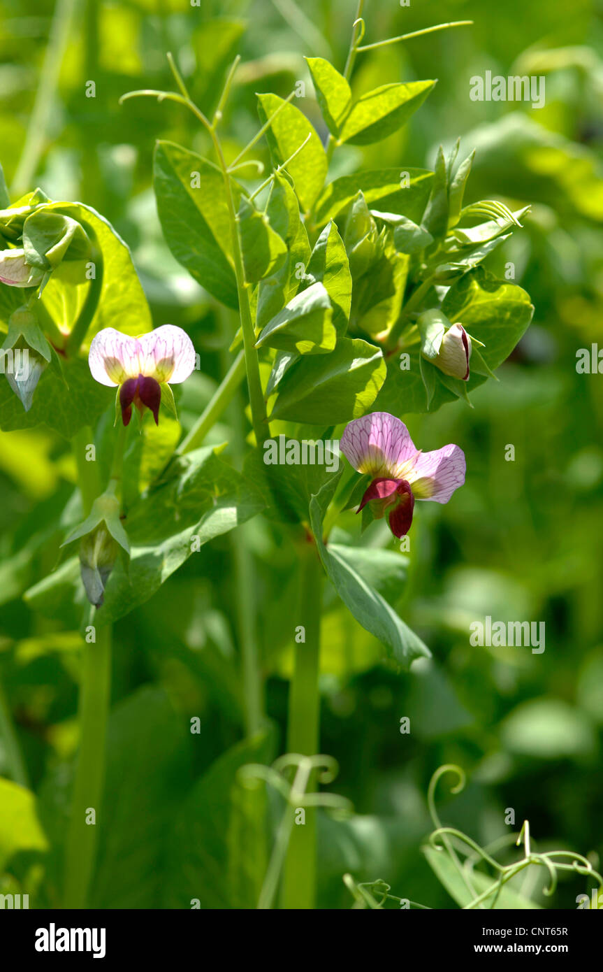 Garden pea (Pisum sativum ssp. arvense), blooming Stock Photo - Alamy