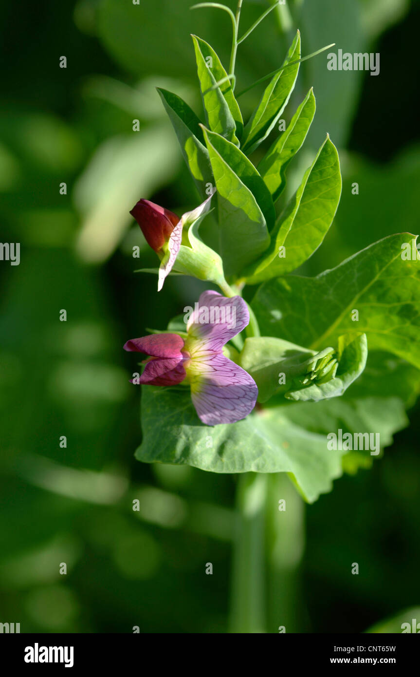 Pisum sativum garden pea flower hi-res stock photography and images - Alamy