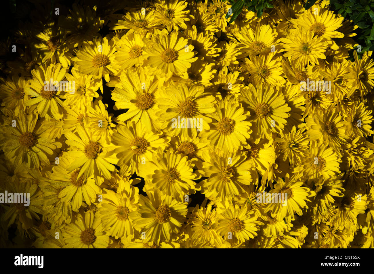 Bed of yellow ornamental daisy flower hi-res stock photography and ...