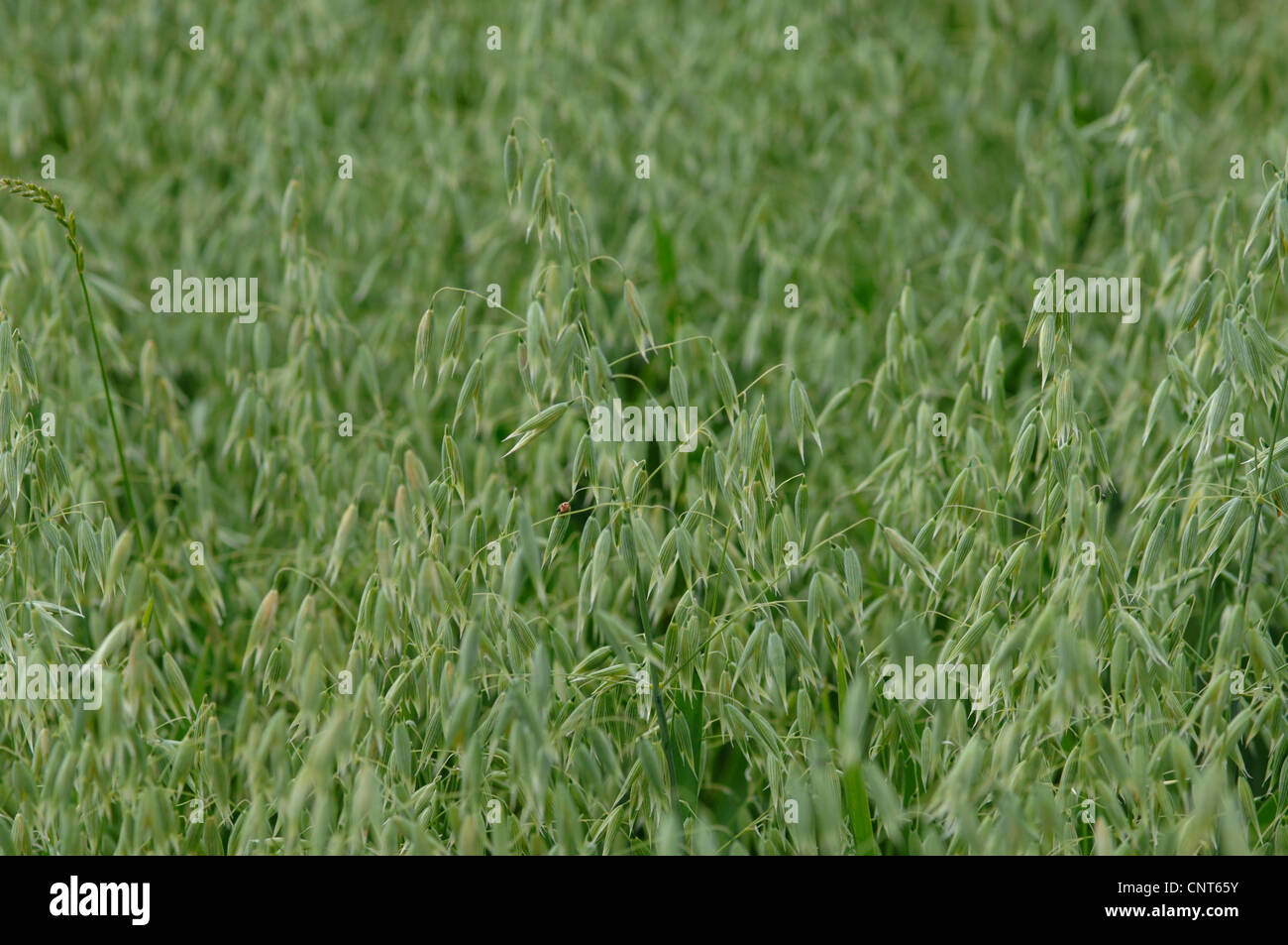 Grain field images hi-res stock photography and images - Alamy
