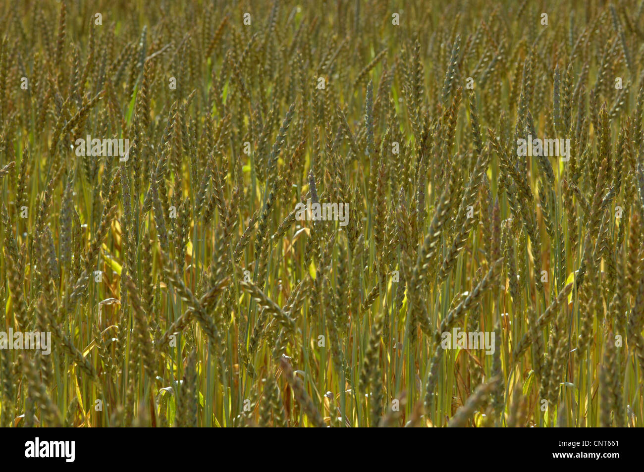 Grain field h p hi-res stock photography and images - Alamy