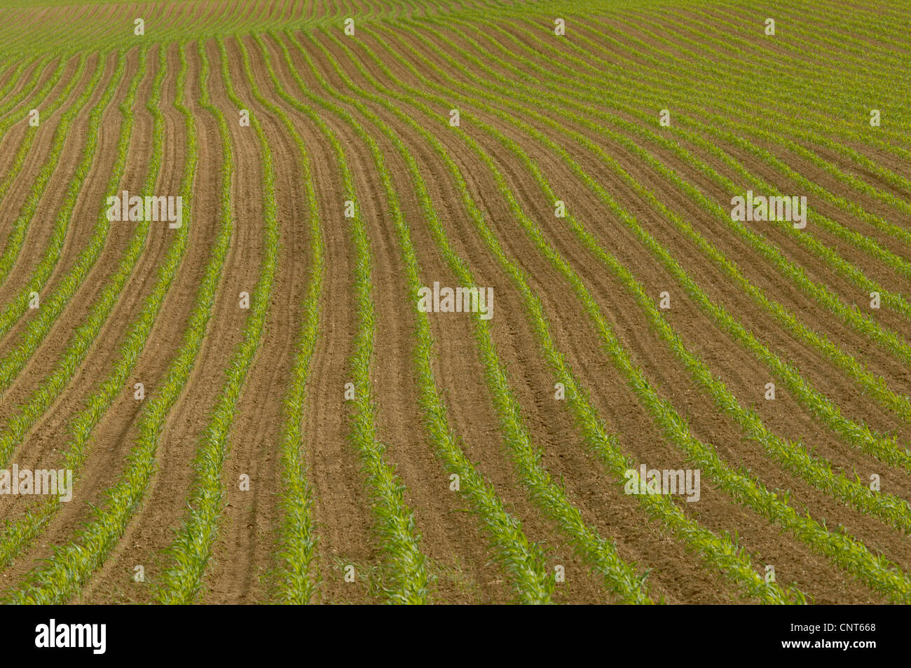 Indian corn, maize (Zea mays), corn field with seedlings, Germany Stock ...