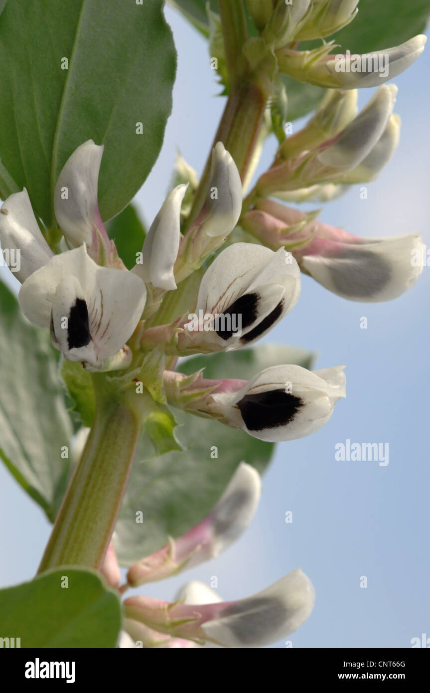 Fava bean vicia faba hi-res stock photography and images - Alamy
