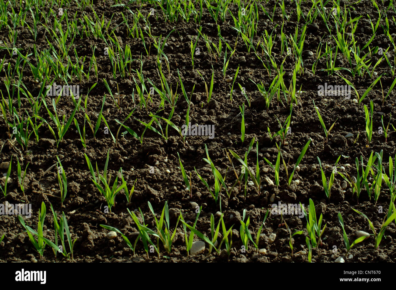 cultivated rye (Secale cereale), seedling on an acre, Germany Stock ...