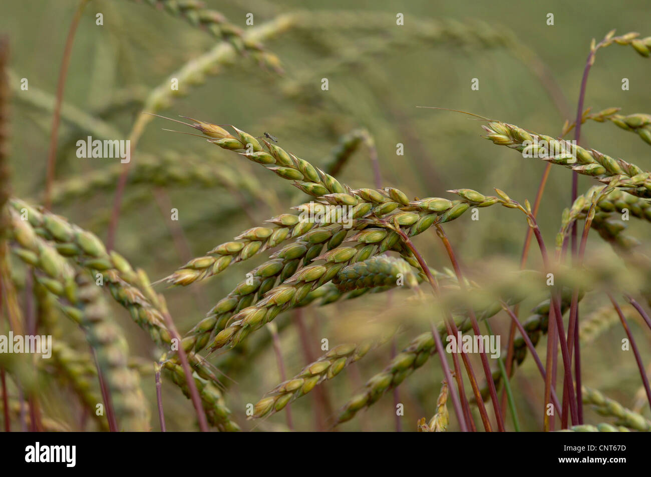 spelt wheat (Triticum spelta), ears in a grain field Stock Photo - Alamy