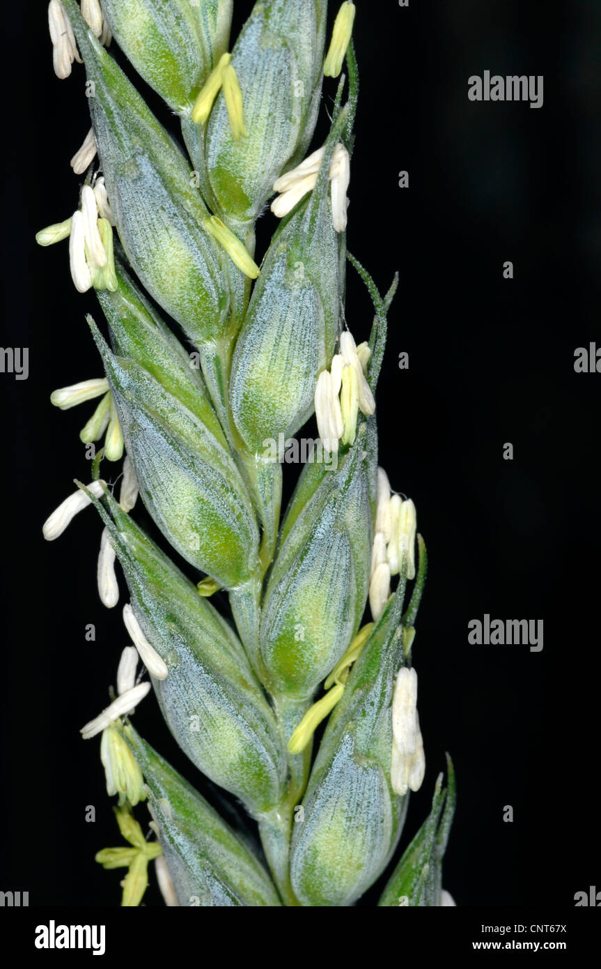 Triticum aestivum anthers hi-res stock photography and images - Alamy