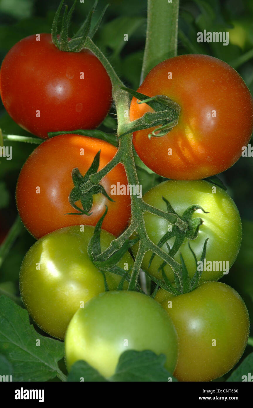 garden tomato (Solanum lycopersicum, Lycopersicon esculentum), green ...