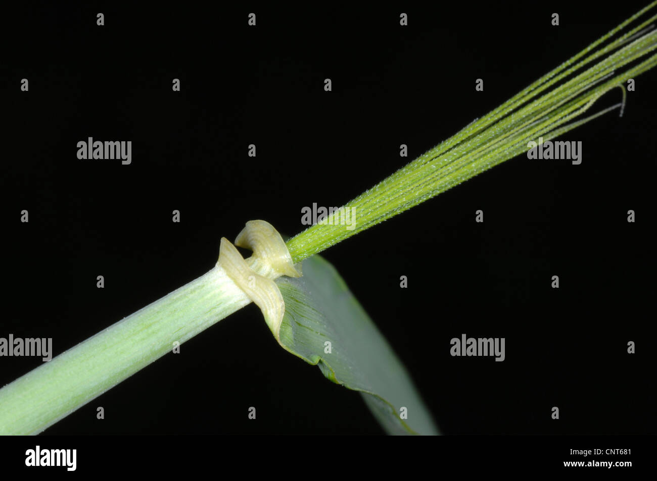 Stipules High Resolution Stock Photography and Images - Alamy