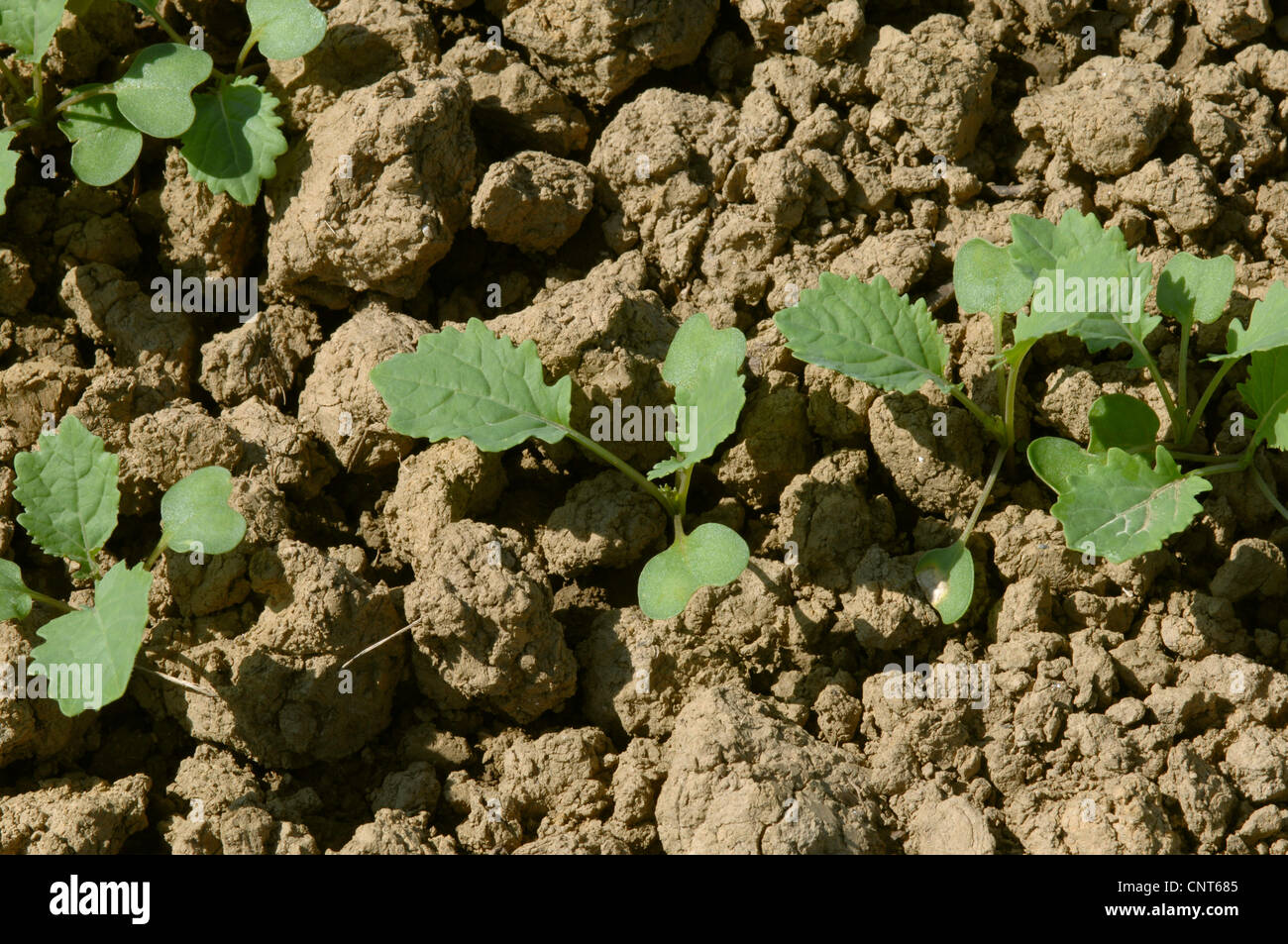 rape, turnip (Brassica napus), seedlings Stock Photo - Alamy