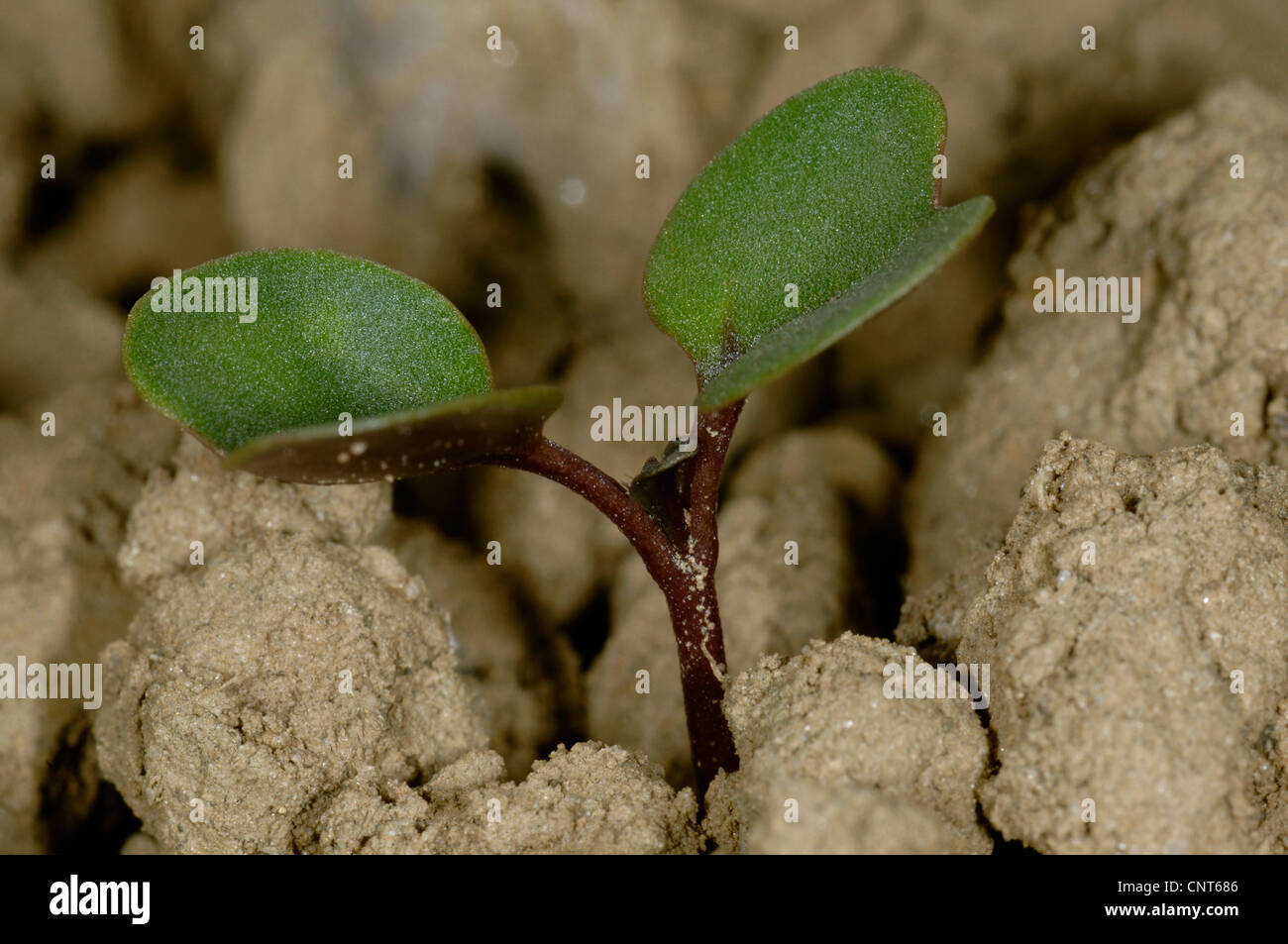 rape, turnip (Brassica napus), seedling with cotyledons Stock Photo - Alamy