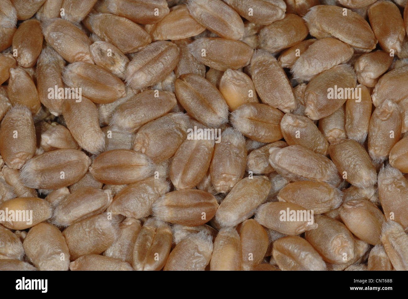 bread wheat, cultivated wheat (Triticum aestivum), seeds Stock Photo ...