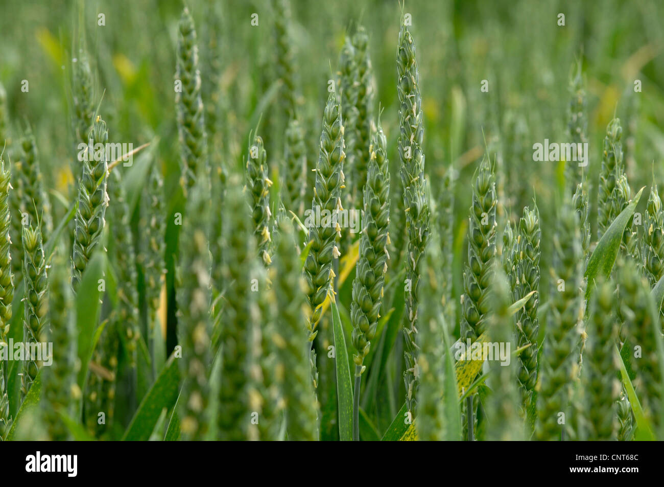 bread wheat, cultivated wheat (Triticum aestivum), wheat field Stock ...