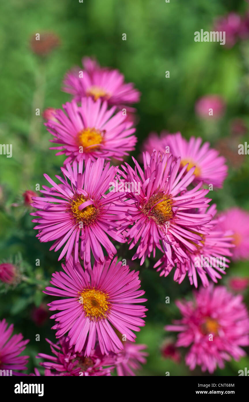 Pink Aster novae-angliae, New England Aster, Symphyotrichum novae ...