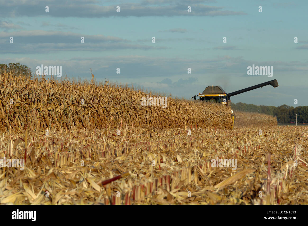 maize harvest. Harvester in a maize field, Germany Stock Photo - Alamy