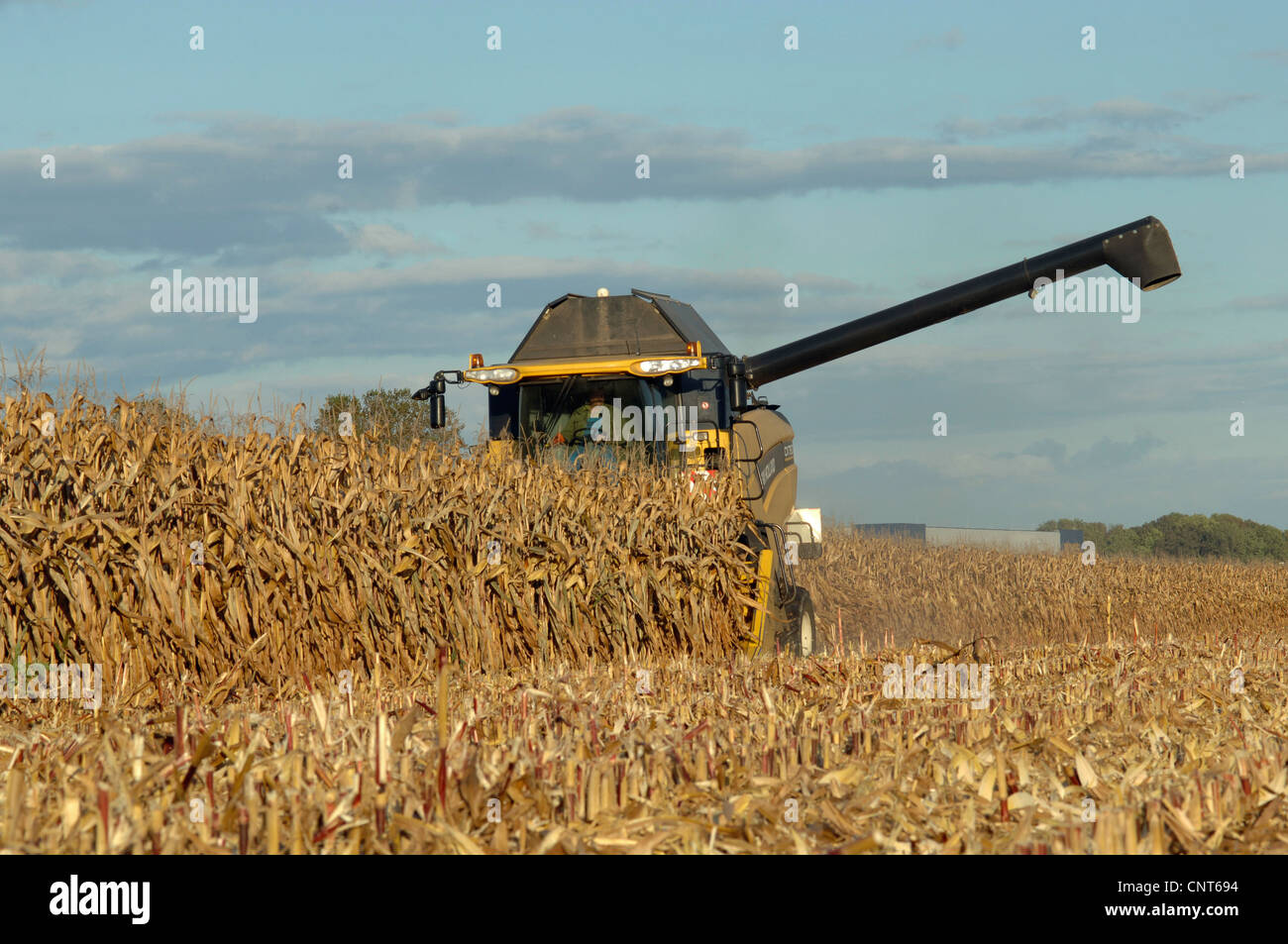 maize harvest, harvester in a maize field, Germany Stock Photo - Alamy