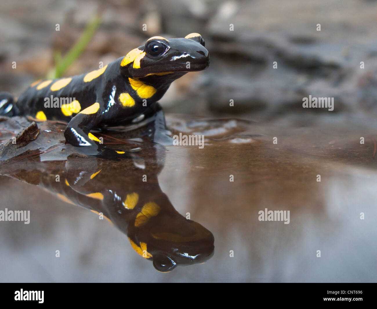European fire salamander (Salamandra salamandra), at shore of a pond ...
