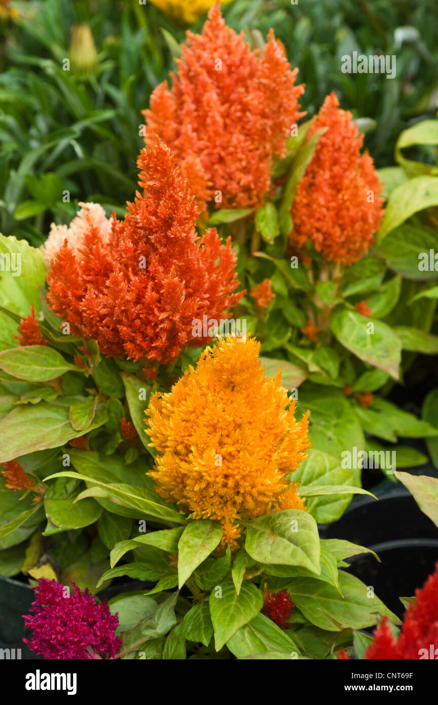 Yellow orange flowers of Cockscomb, Celosia argentea var plumosa, bloom, blossom, petals ...