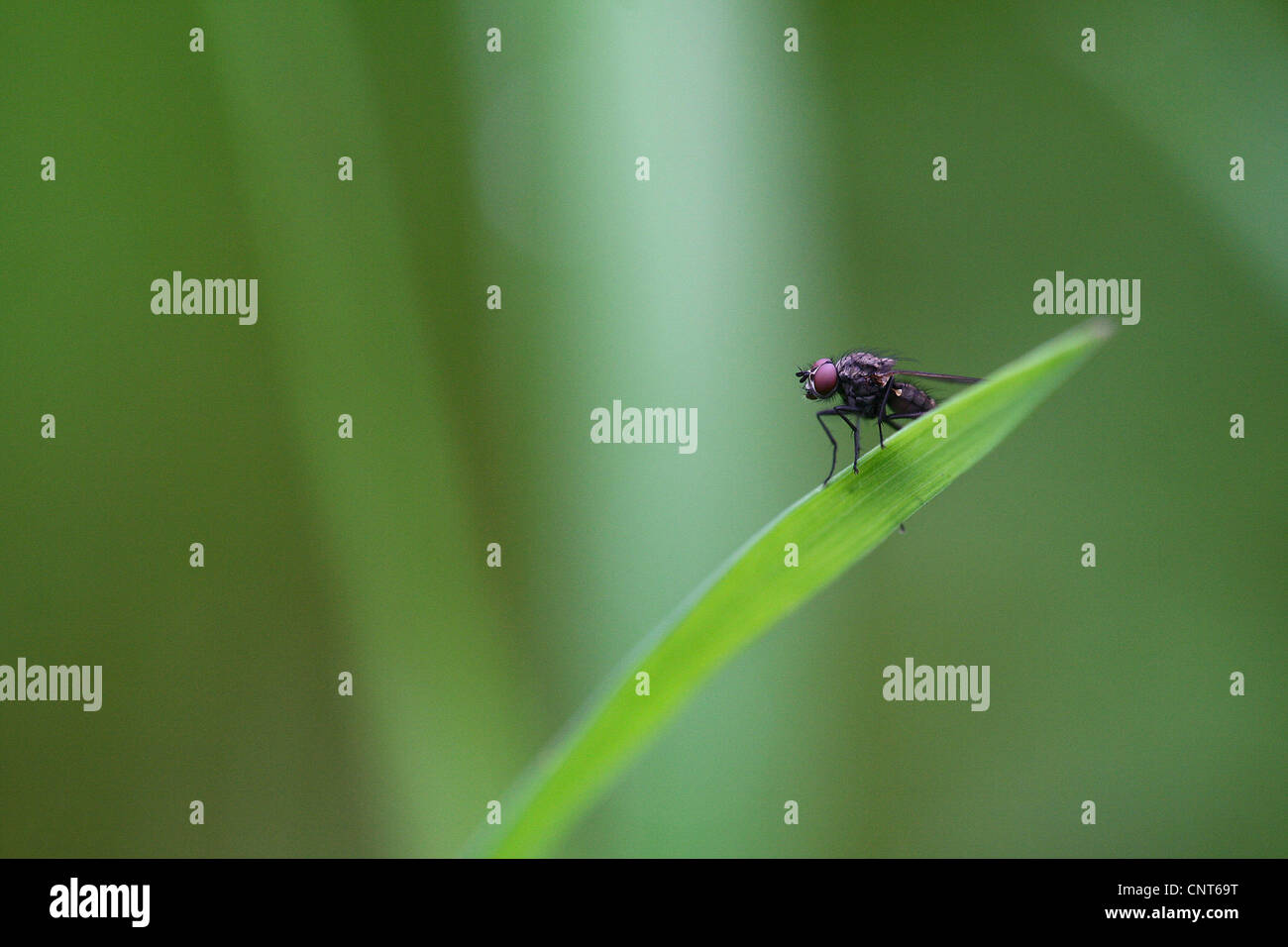 stable fly, dog fly, biting housefly (Stomoxys calcitrans), sitting on ...