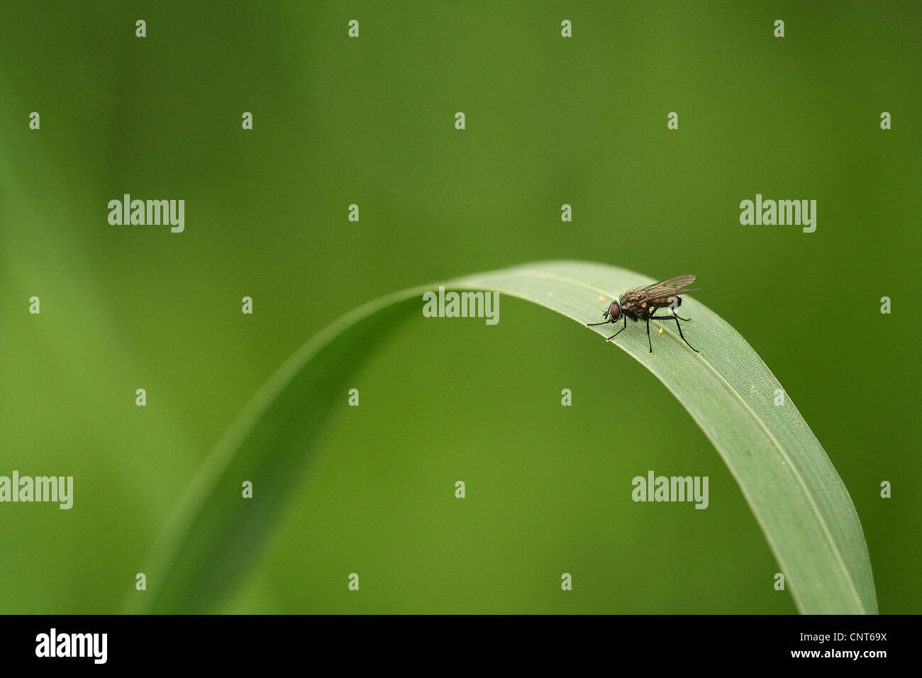 stable fly, dog fly, biting housefly (Stomoxys calcitrans), sitting on ...