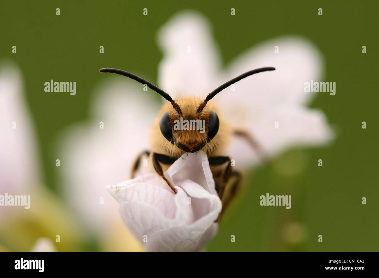 Eucera hi-res stock photography and images - Alamy