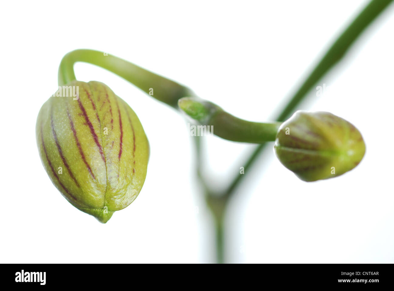 Orchid flower head Stock Photo - Alamy