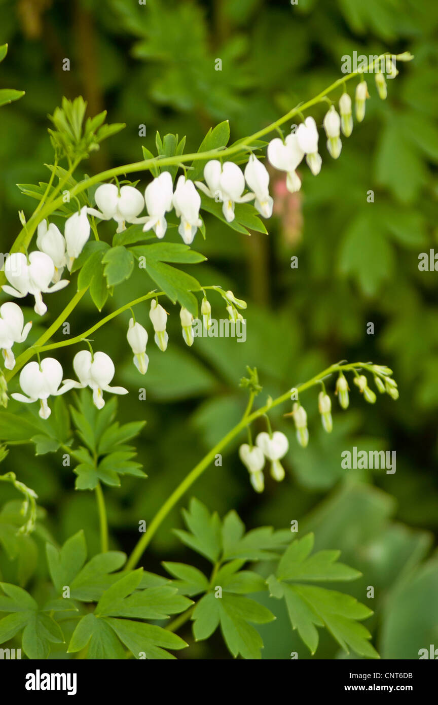 Dicentra Spectabilis Alba High Resolution Stock Photography and Images ...