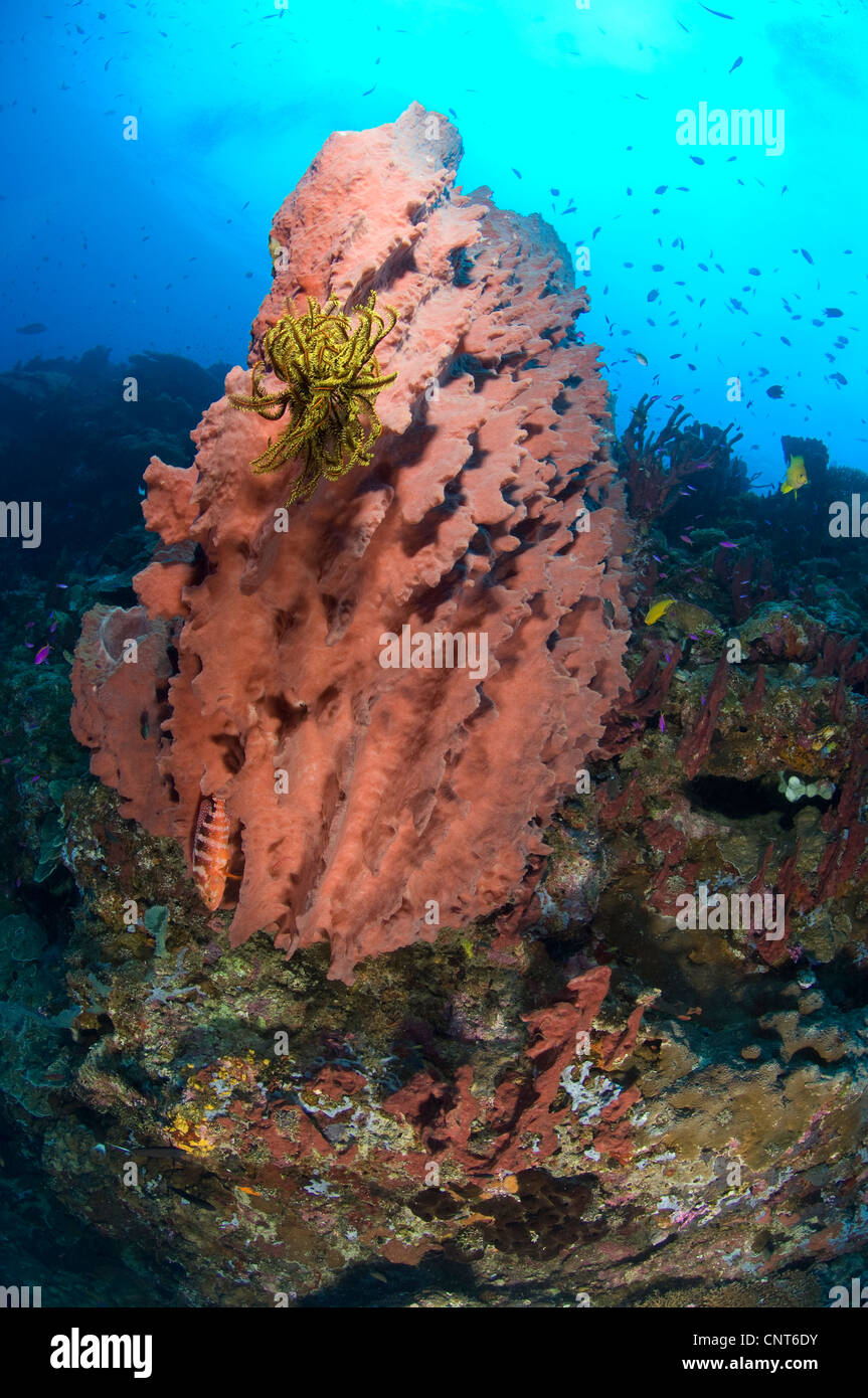 A barrel sponge attached to a reef wall on South Emma reef with a ...