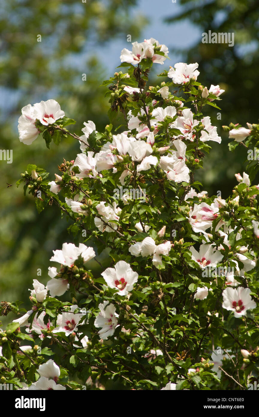 White flowers of Rose of Sharon, Shrub Althea, Rose Althea, Hibiscus ...