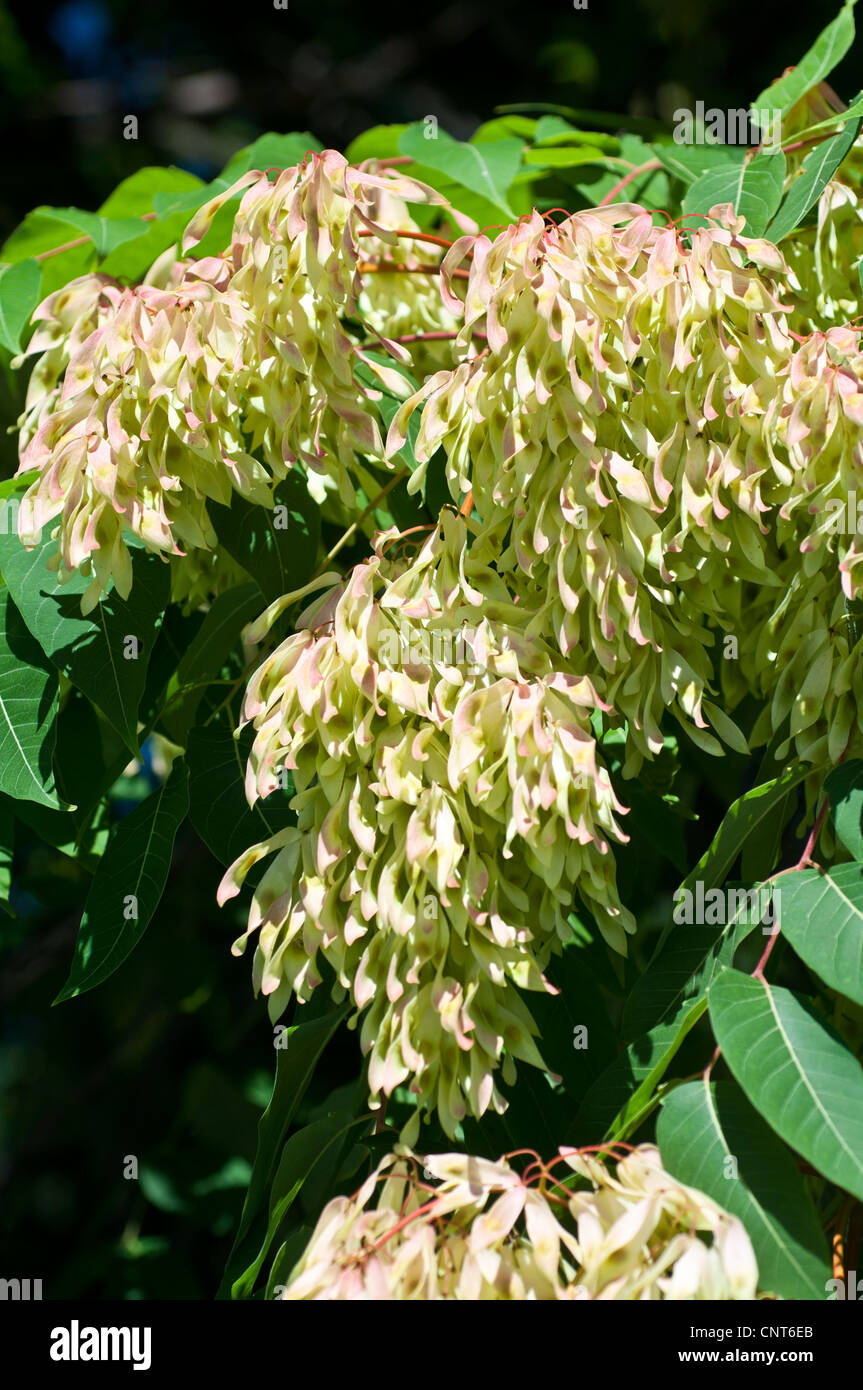 Fruits of tree of heaven hi-res stock photography and images - Alamy