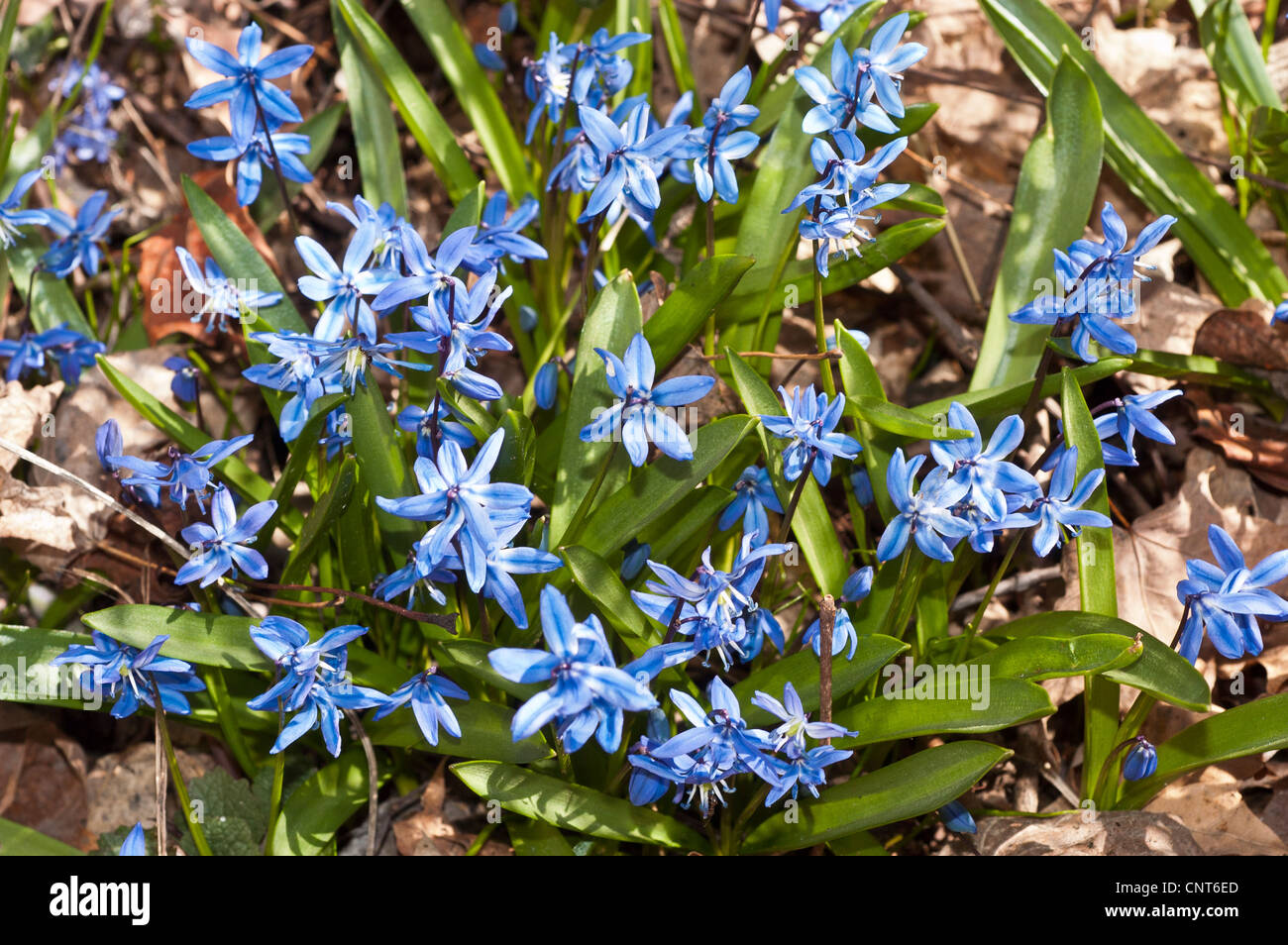 Blue early spring flowers of Siberian squill, Wood squill, Scilla ...