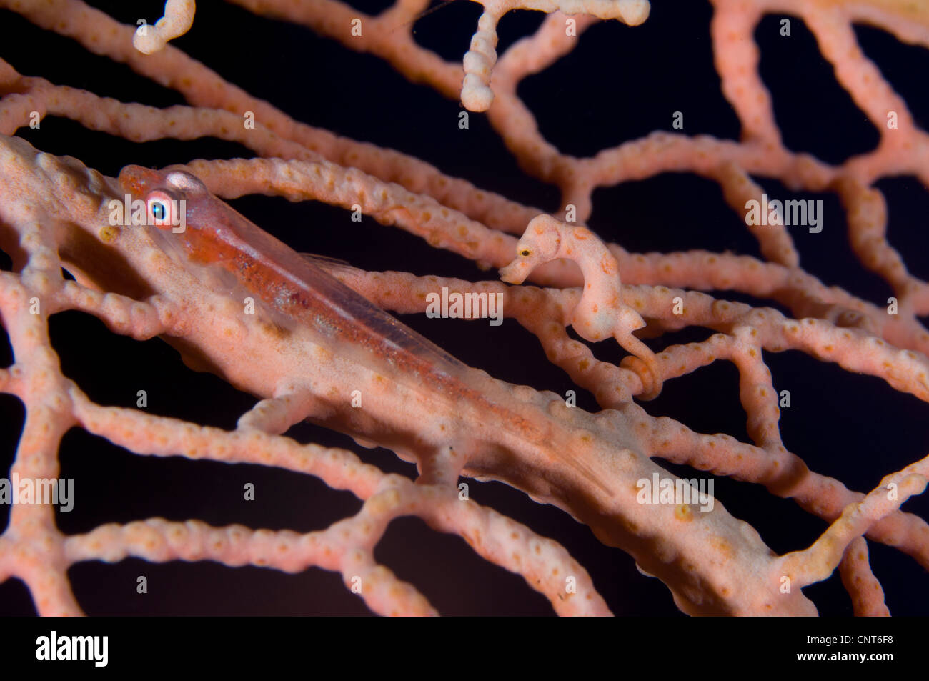 Large whip goby (Bryaninops amplus) and pygmy seahorse (Hippocampus ...