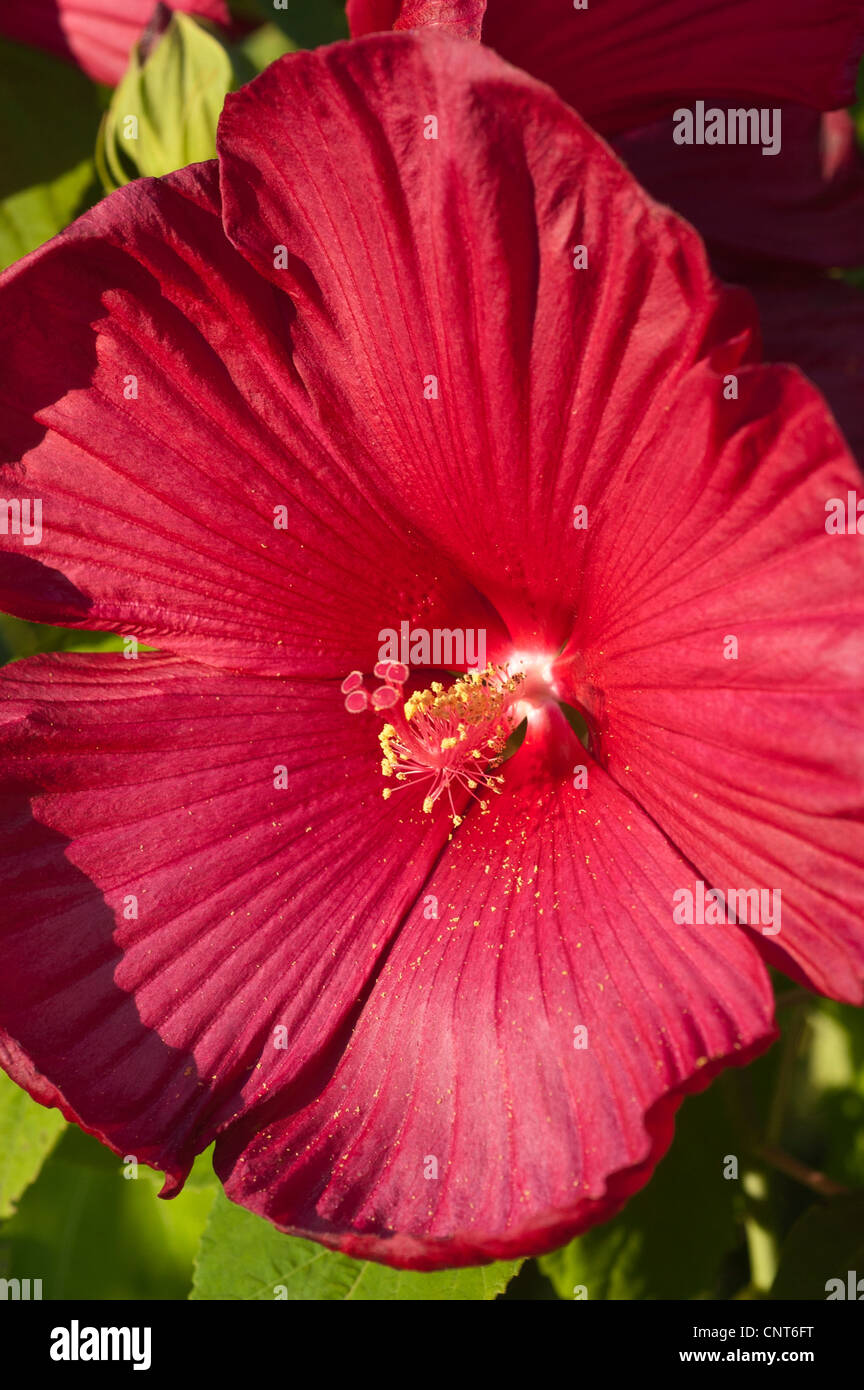 China rose flower hi-res stock photography and images - Alamy