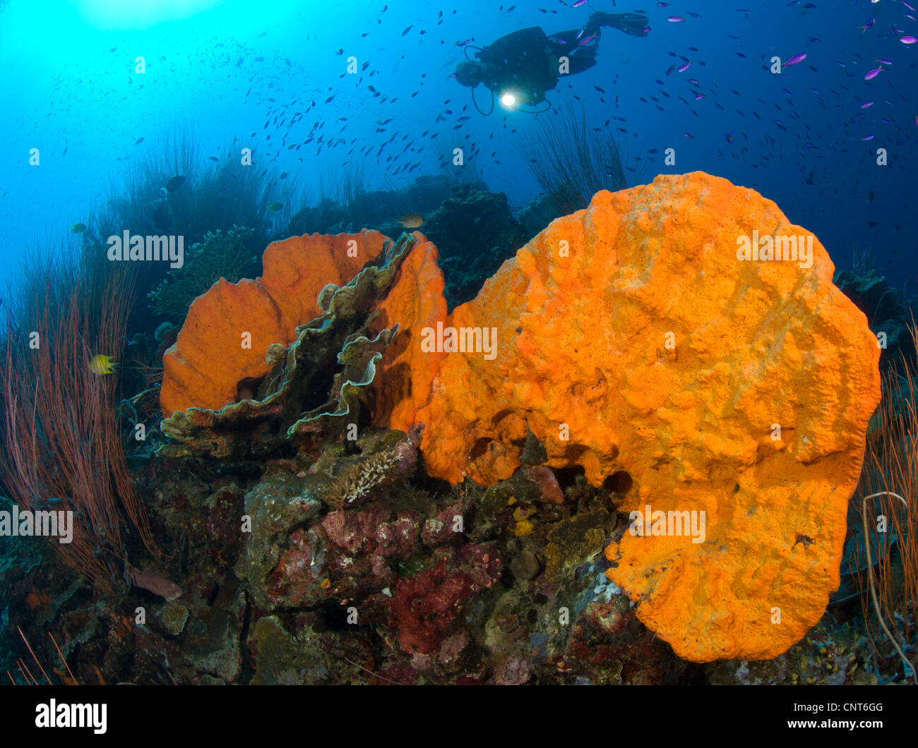 Porifera underwater biodiversity tropical diving underwater photography ...