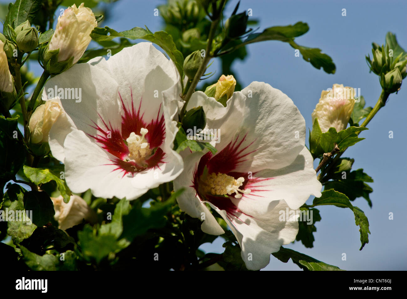 White flowers rose shrub althea hi-res stock photography and images - Alamy