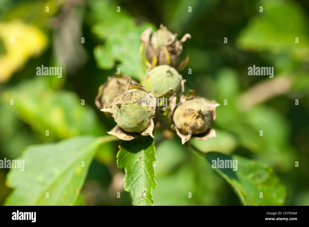 Fruits, nuts, capsules of Rose of Sharon, Shrub Althea, Rose Althea ...