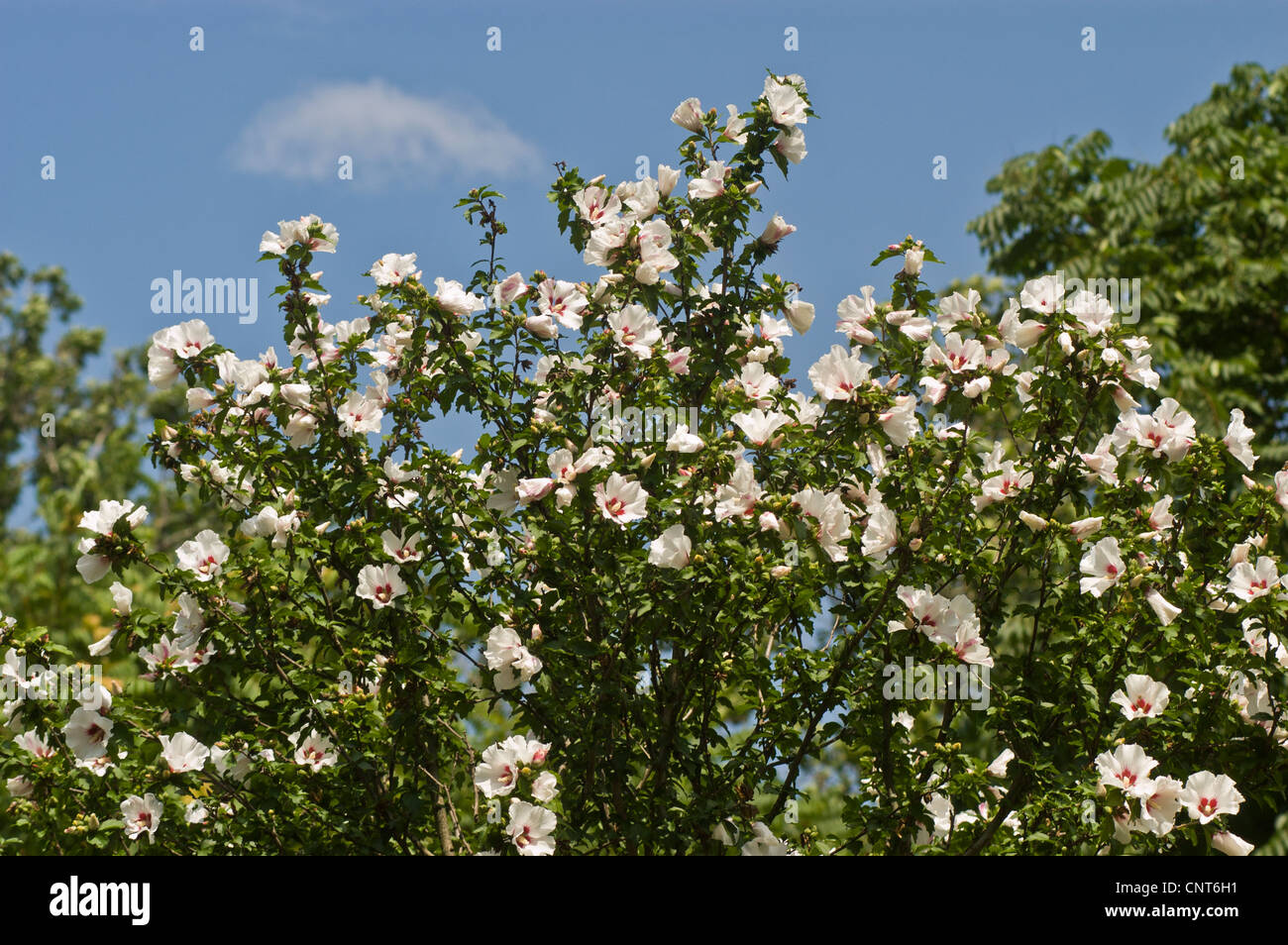 Sharon white hi-res stock photography and images - Alamy