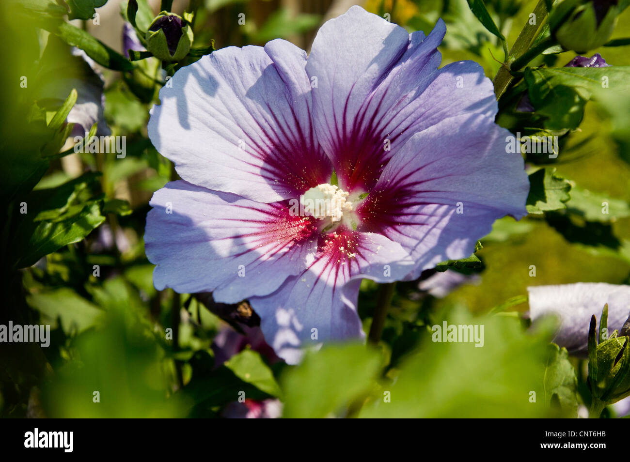 Blue flower close up of Rose of Sharon, Shrub Althea, Rose Althea ...