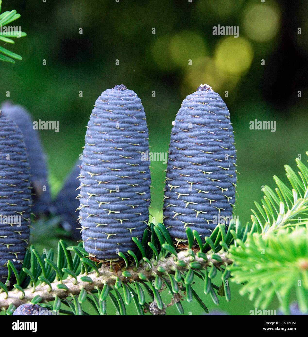 Korean fir (Abies koreana), cones on a branch Stock Photo - Alamy
