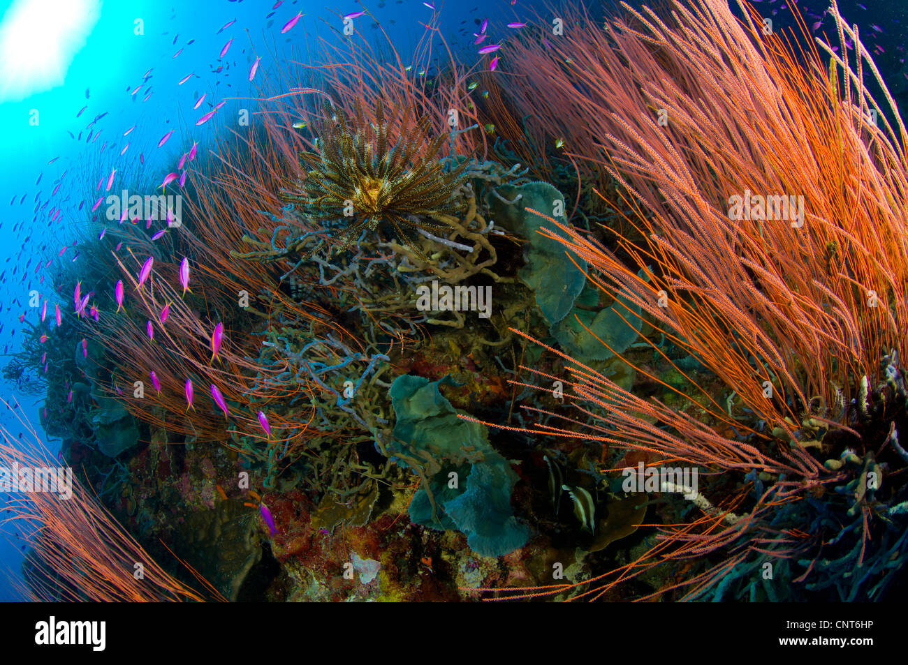 Red coral fans in coral hi-res stock photography and images - Alamy